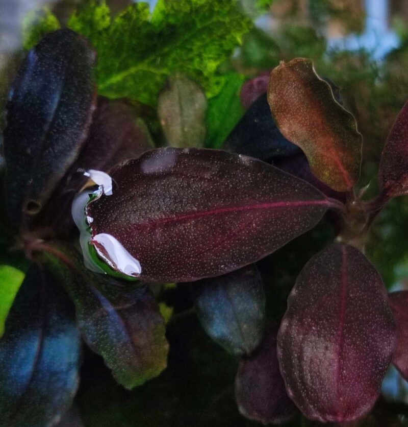 Bucephalandra Brownie Neo